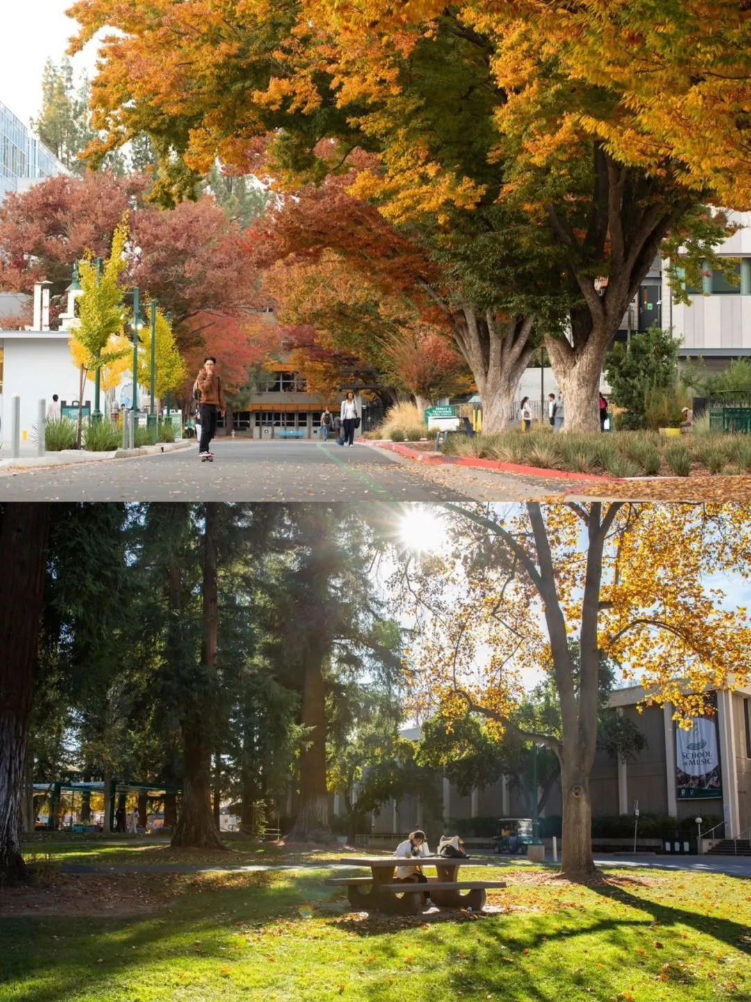 🍂 Best College Campuses for Fall Foliage in Sacramento 🍁 by Nsomi ...