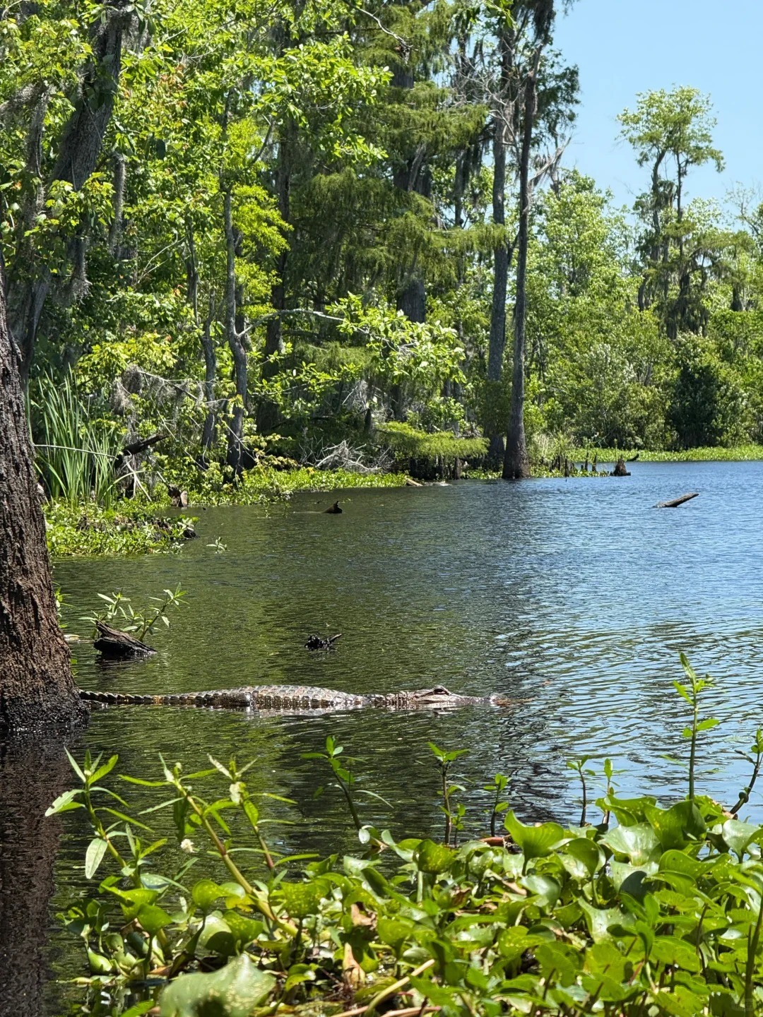NOLA Swamp Kayaking Adventure | Worth Every Paddle Stroke 🚣🐊🌿 by ...